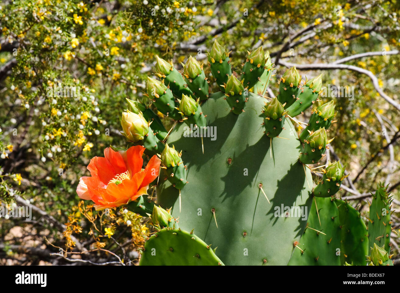 Prickly pear cactus in bloom with creosote bush in background Stock ...