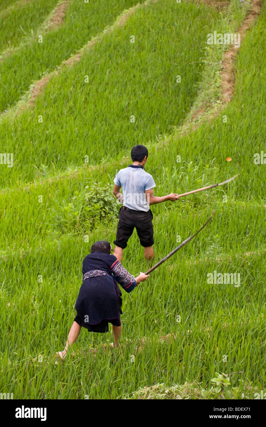 Hillside rice paddy hi-res stock photography and images - Alamy