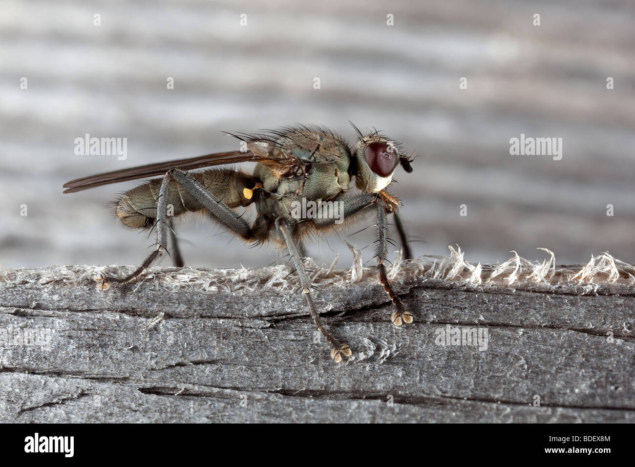 Dung Fly on wood Stock Photo - Alamy