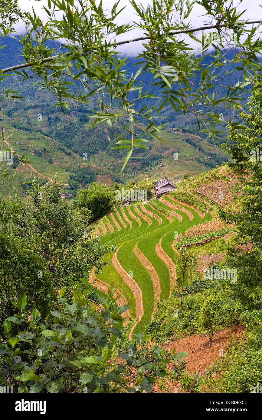 Curved rice paddy hi-res stock photography and images - Alamy
