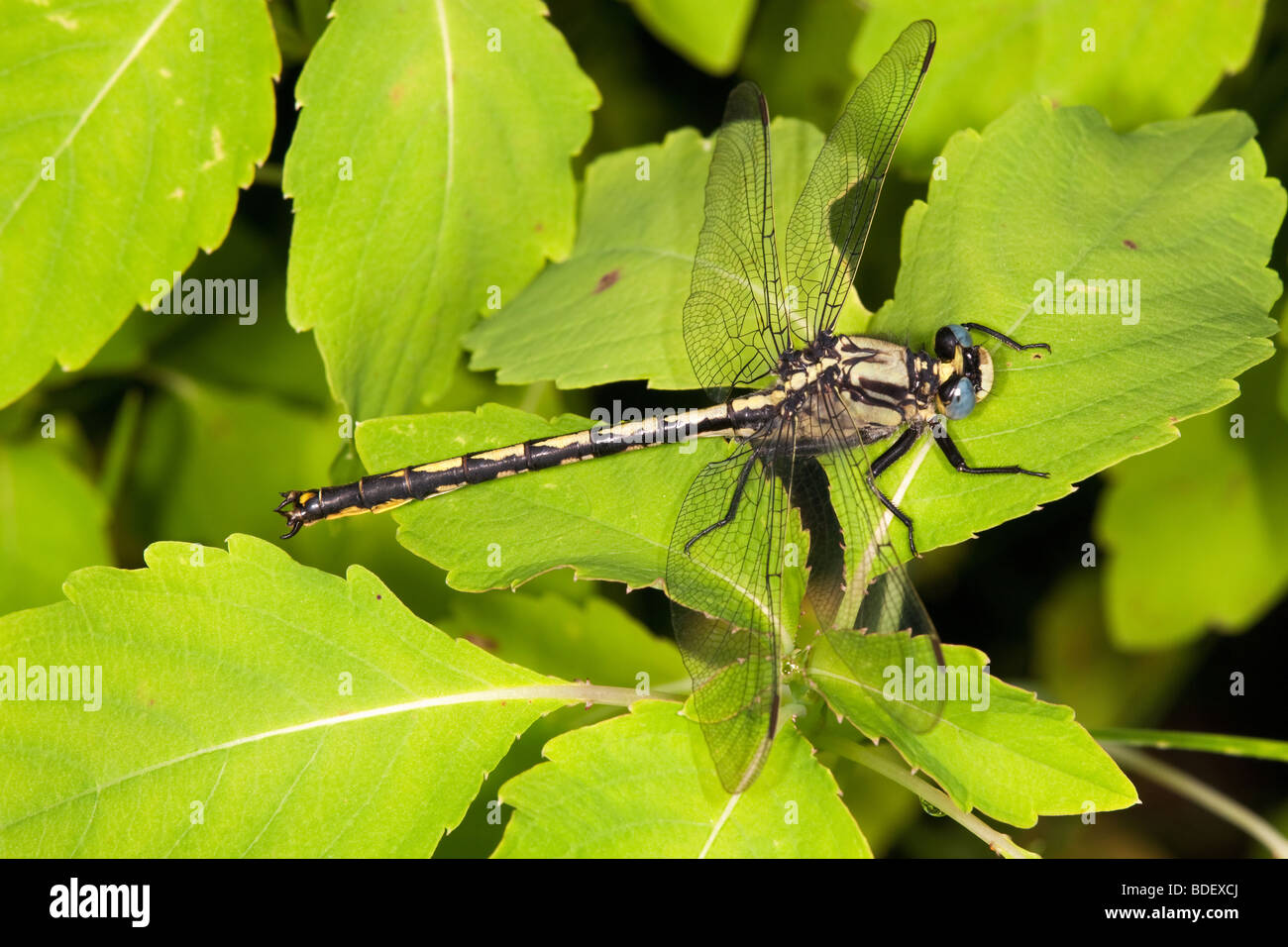 Horned Clubtail Dragonfly male Stock Photo - Alamy