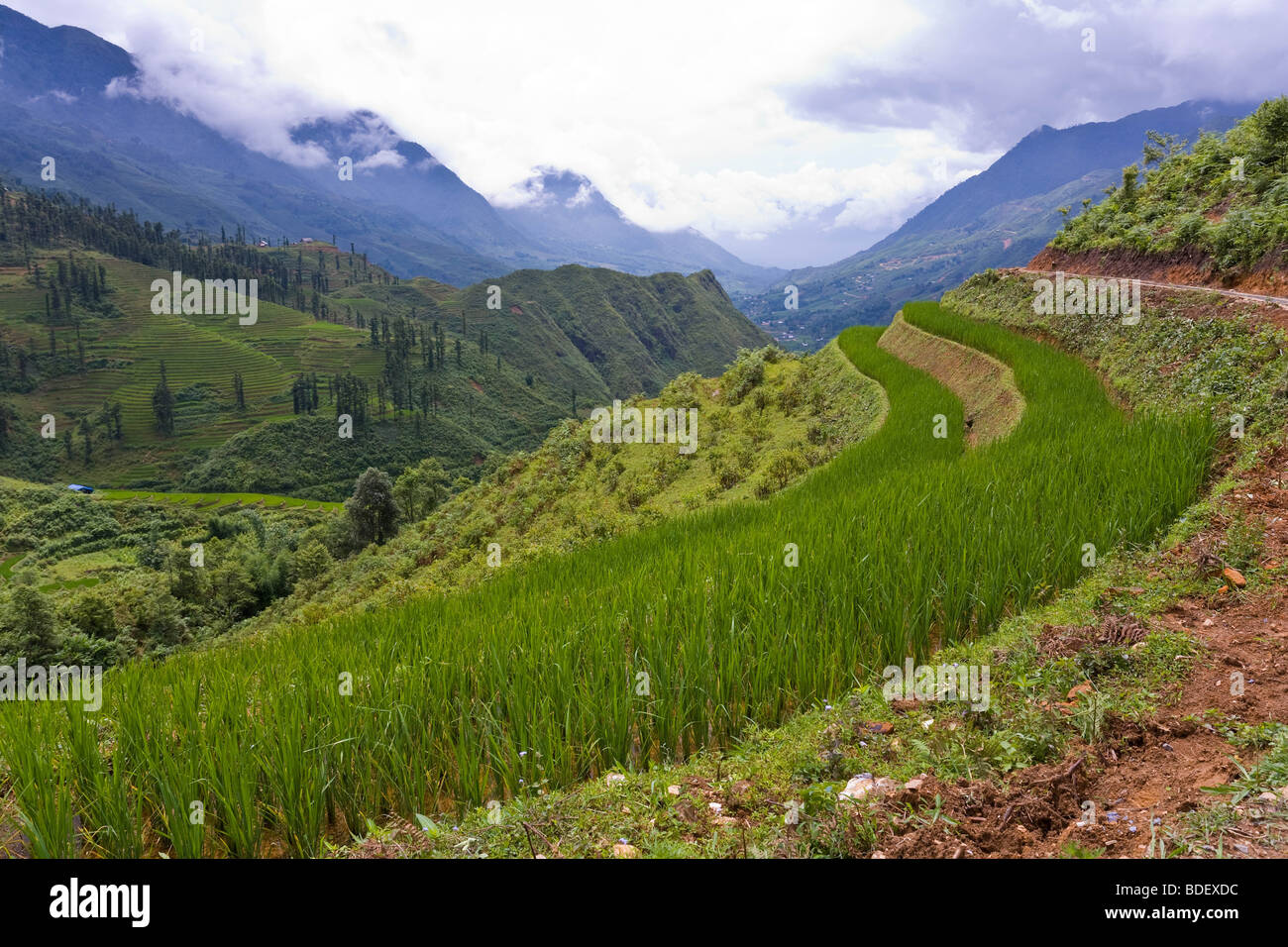 Curved rice paddy hi-res stock photography and images - Alamy