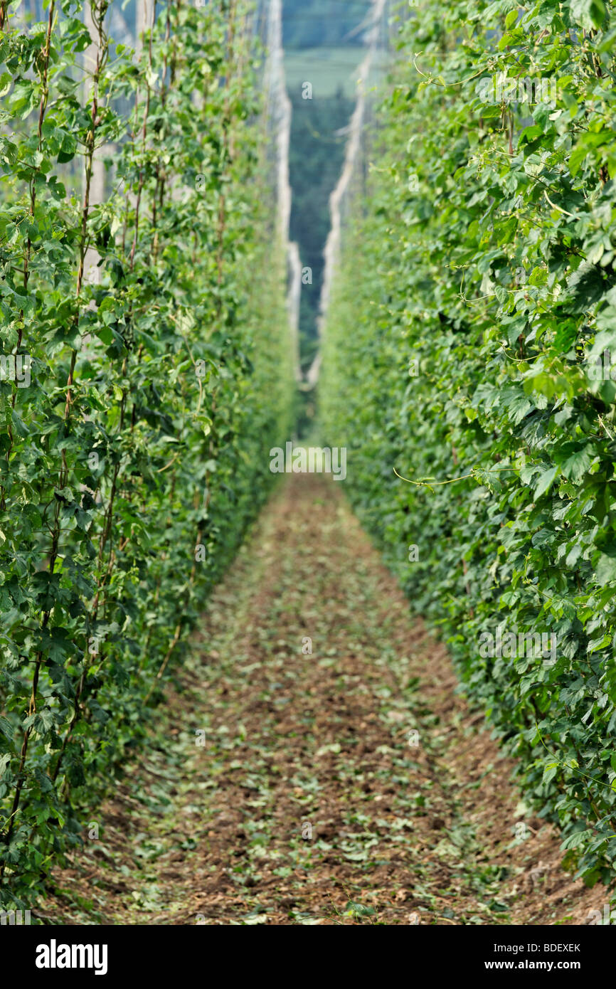 Hop Fields High Resolution Stock Photography and Images - Alamy