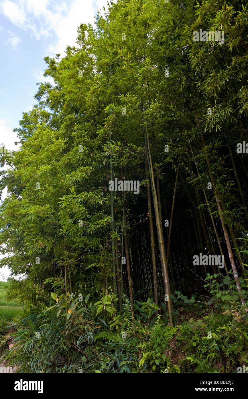 Vietnam bamboo hi-res stock photography and images - Alamy