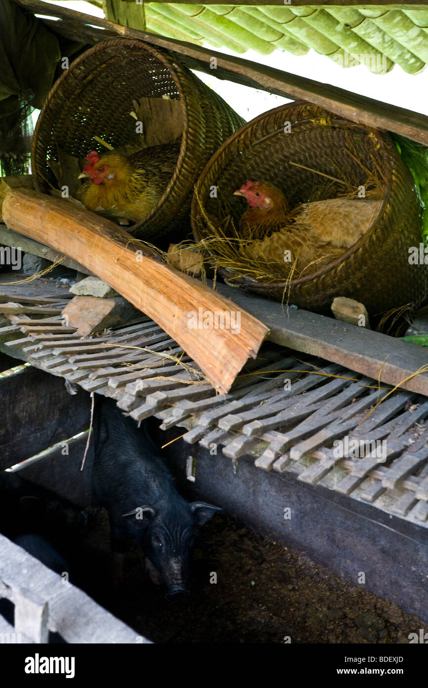 Chicken and pig hi-res stock photography and images - Alamy