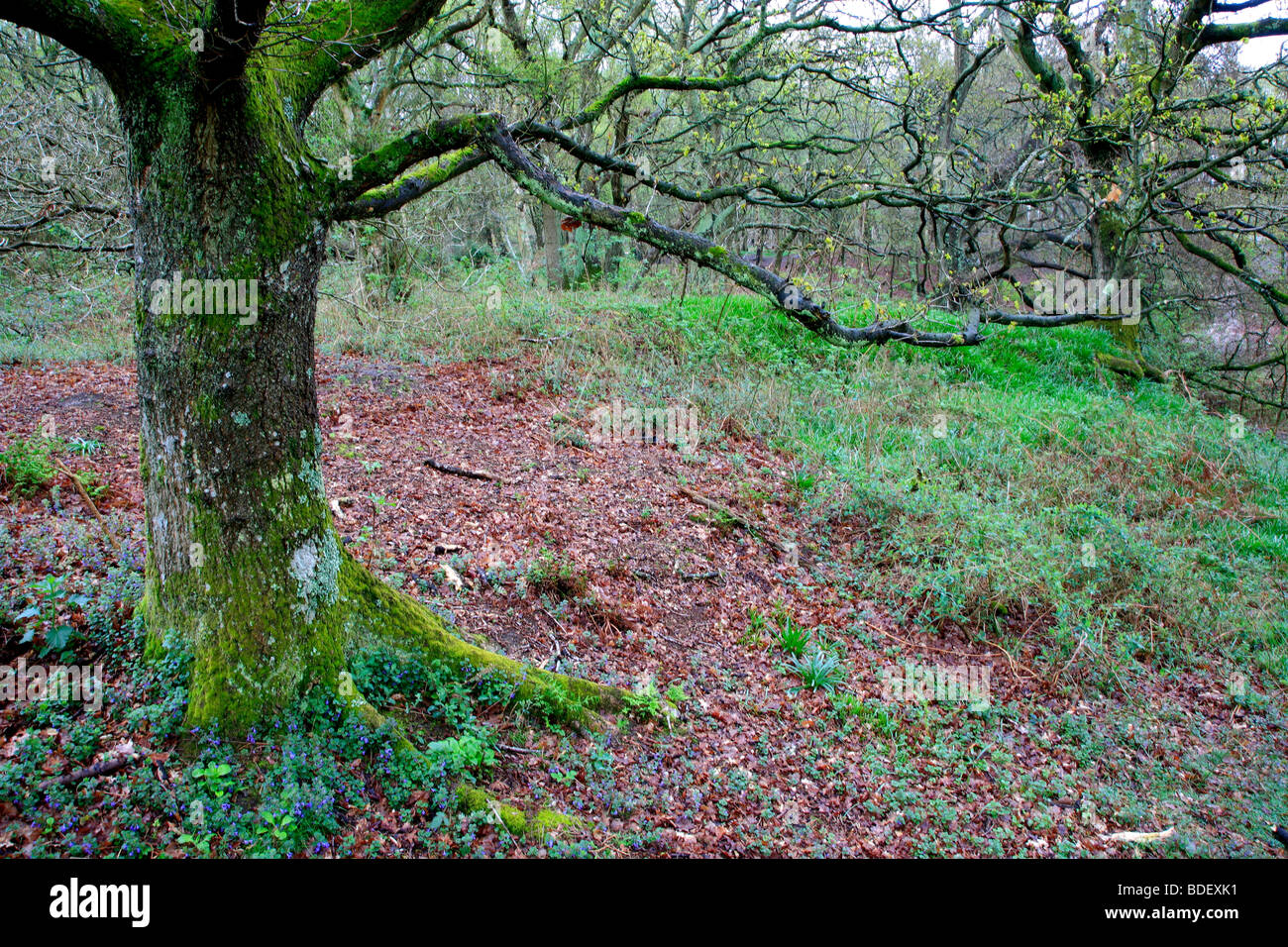 Backlight Spring Trees English Woodland Sherwood Forest Forestry ...