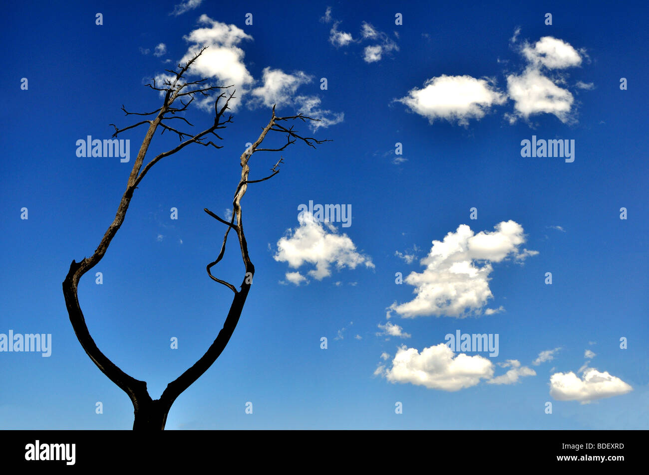 Silhouette of dead tree on blue sky with clouds Stock Photo - Alamy