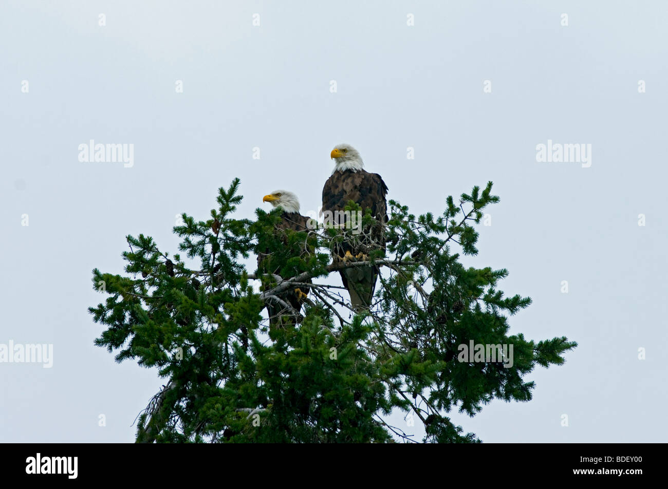 Migratory bald eagle hi-res stock photography and images - Alamy