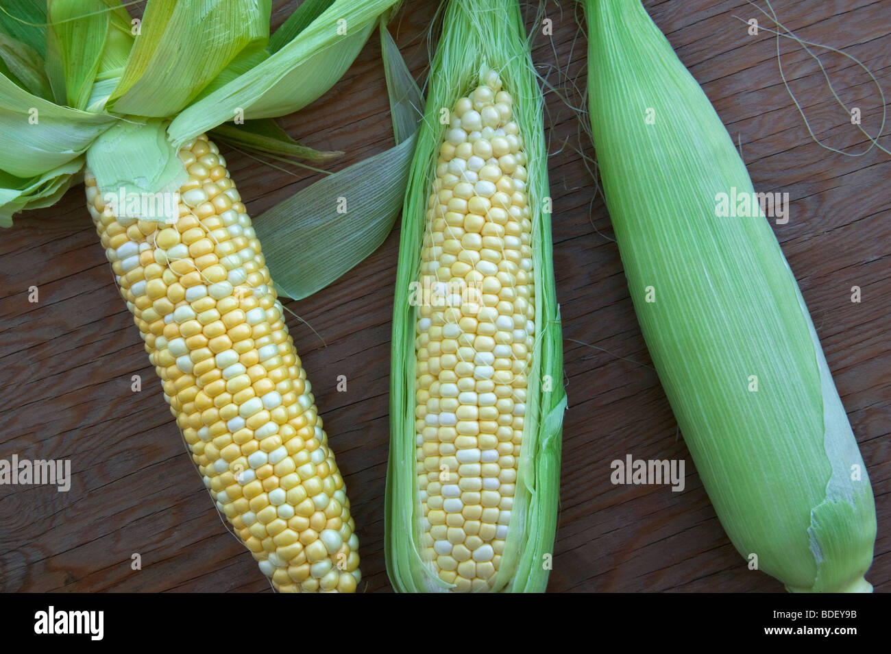 Bi-colored corn, freshly harvested Stock Photo - Alamy