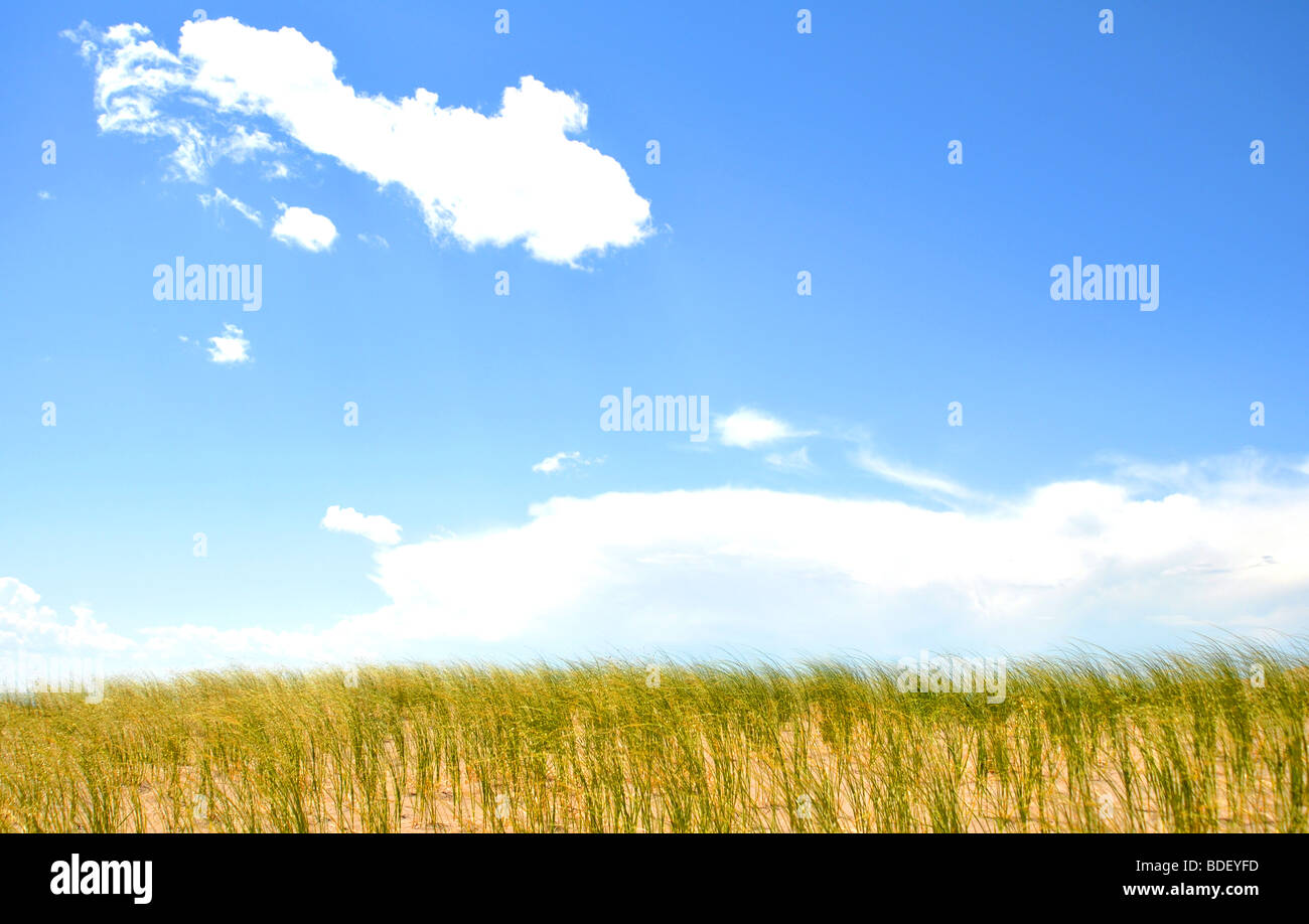 Wind blowing through green grass with a blue sky and clouds Stock Photo ...