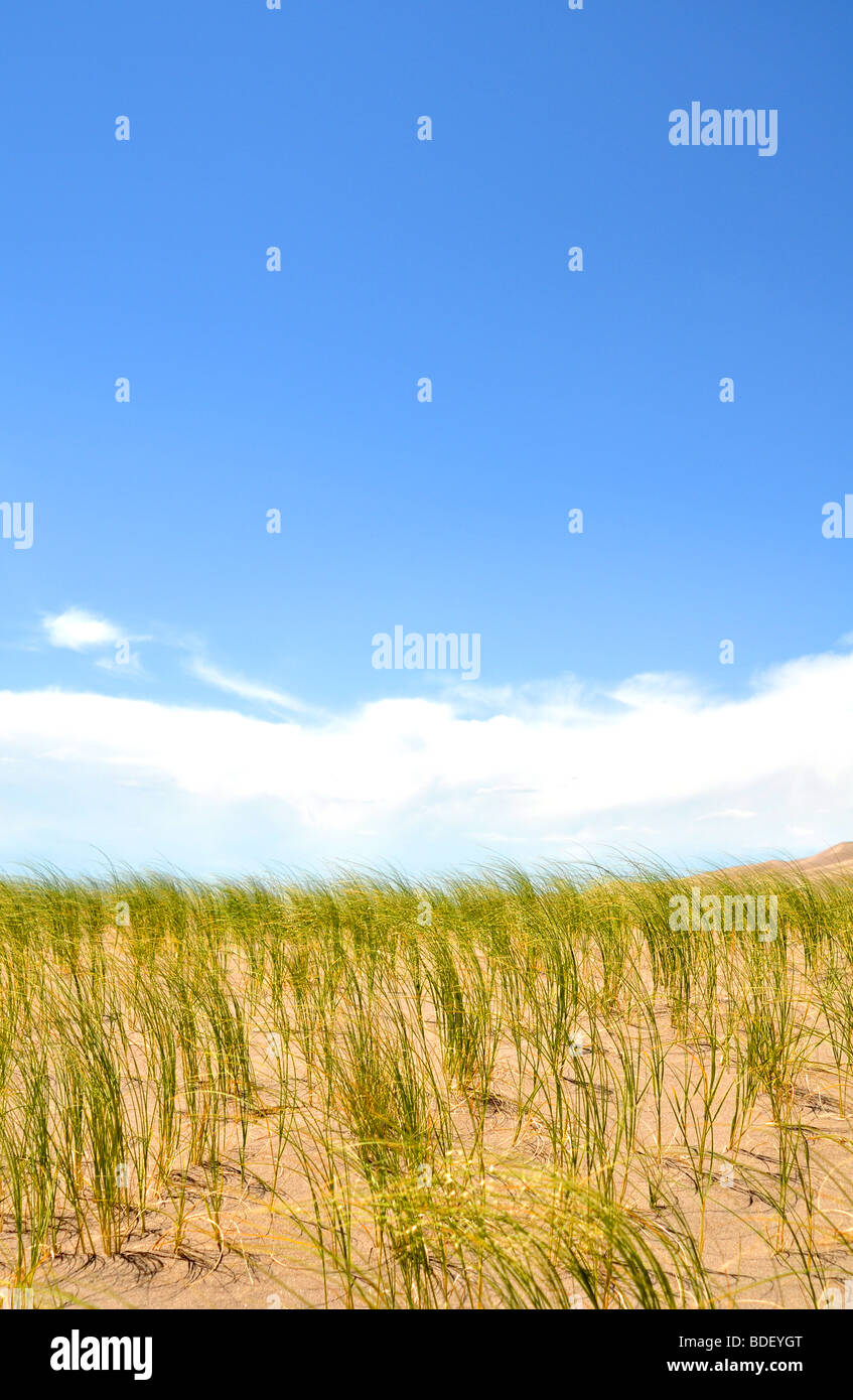 Wind blowing through green grass with a blue sky and clouds Stock Photo ...