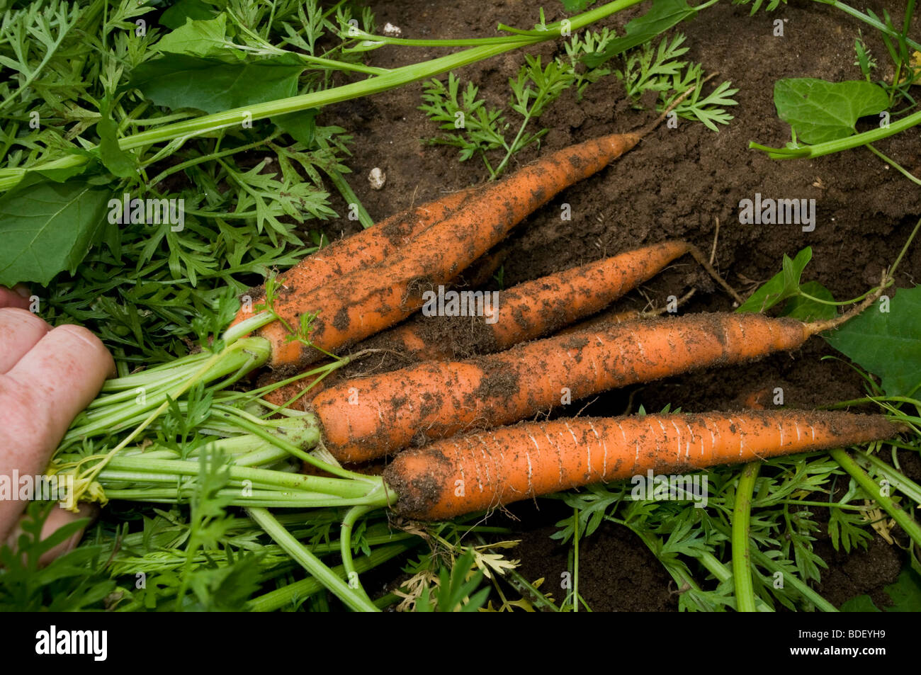 Carrots fresh from the earth at Garsons Farm, Esher. Zero Carbon ...