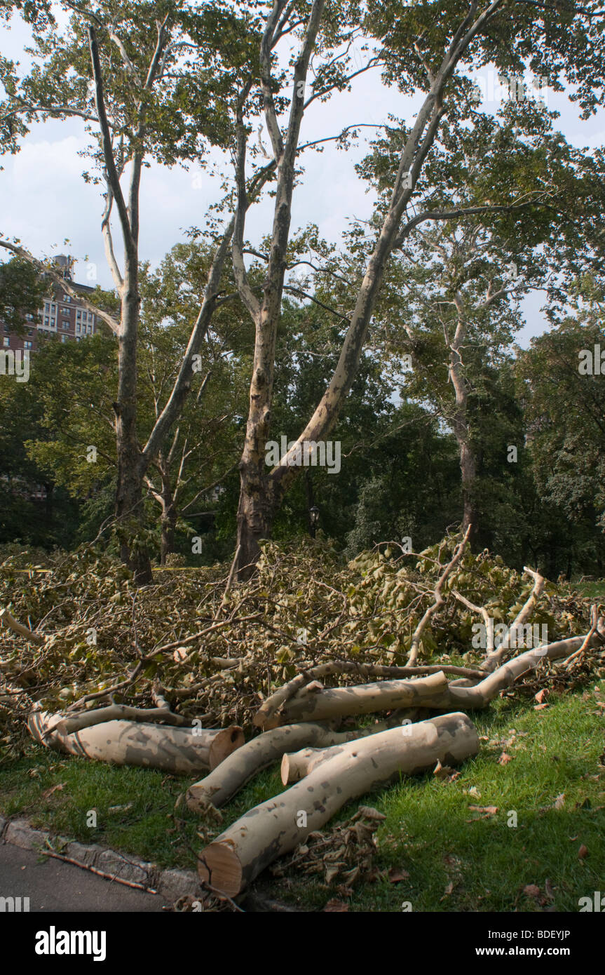 Storm felled trees hi-res stock photography and images - Alamy