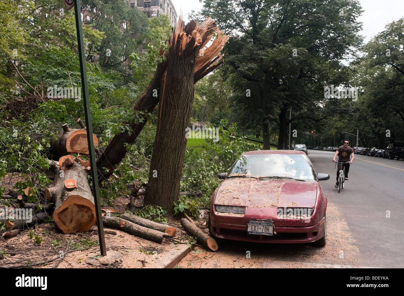 Toppled tree hi-res stock photography and images - Alamy