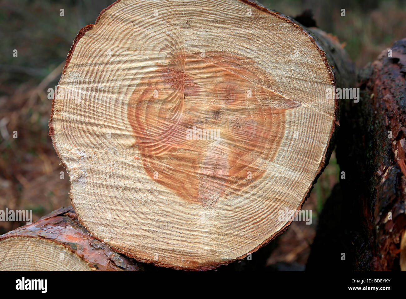 Cut down tree stumps annular rings English Woodland Sherwood Forest ...