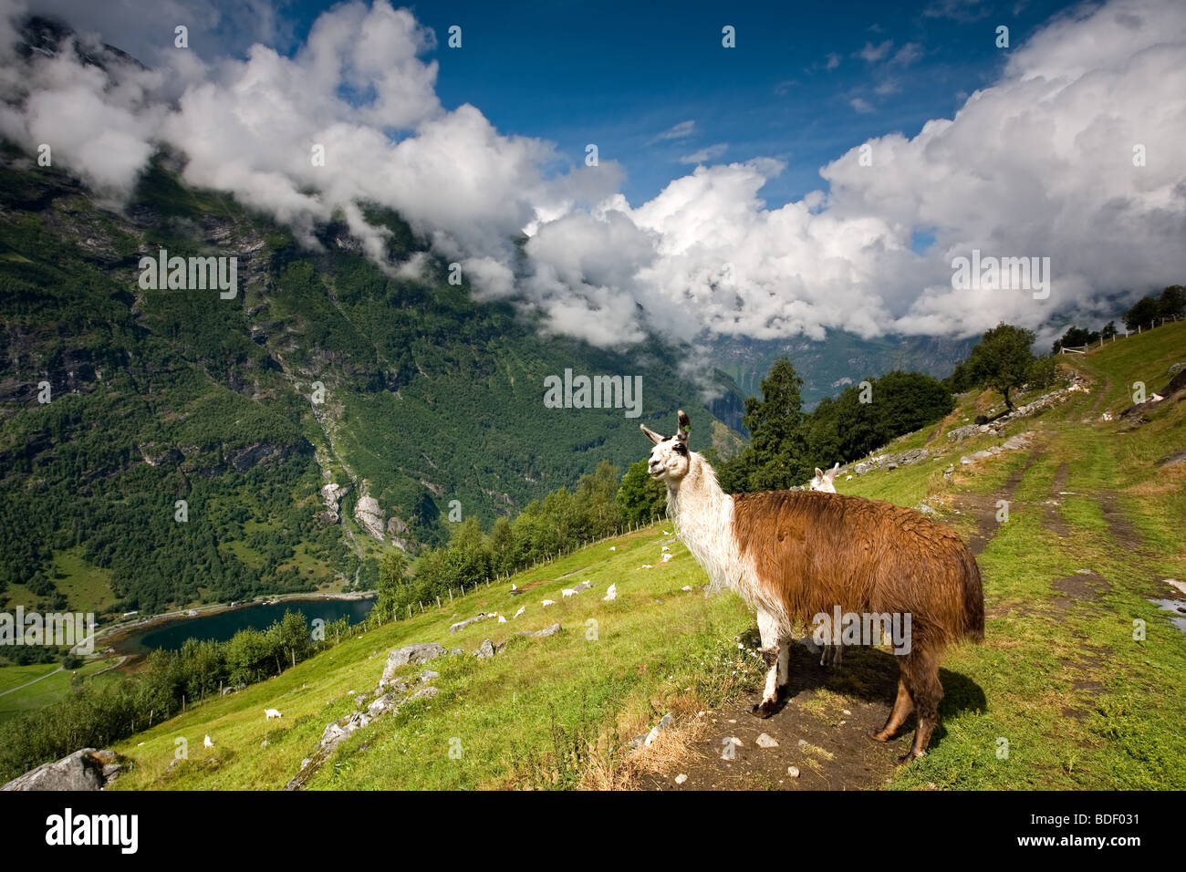 Geirangerfjord: Vesterås Farm: View with Llama Stock Photo - Alamy