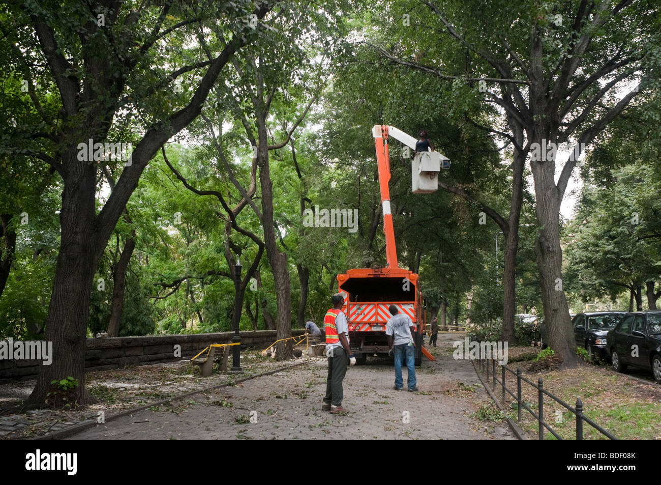 New York City, NY - Park workers check trees for integrity in the ...
