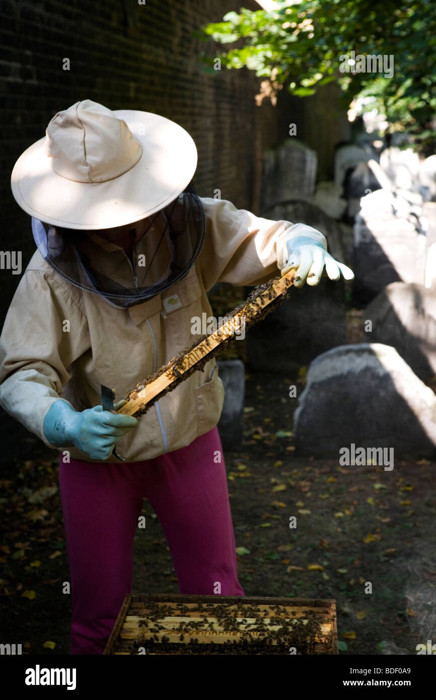 Portrait beekeeper beehive hi-res stock photography and images - Alamy