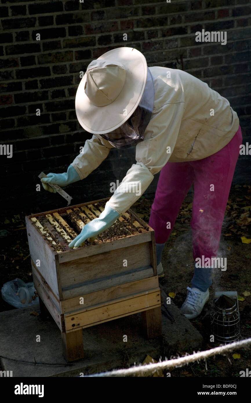 An urban beekeeper at work in London Stock Photo - Alamy