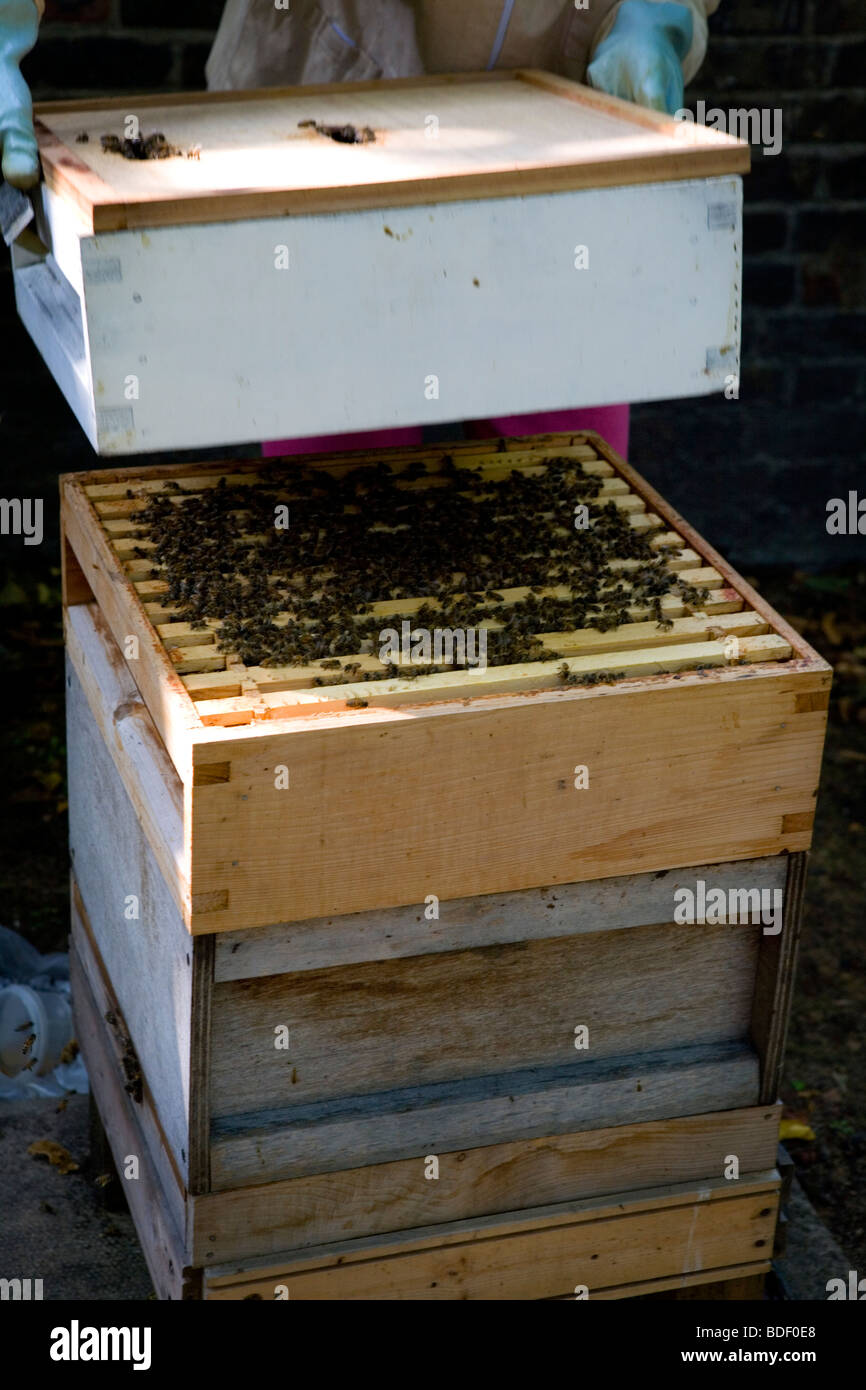 The beehive london hi-res stock photography and images - Alamy