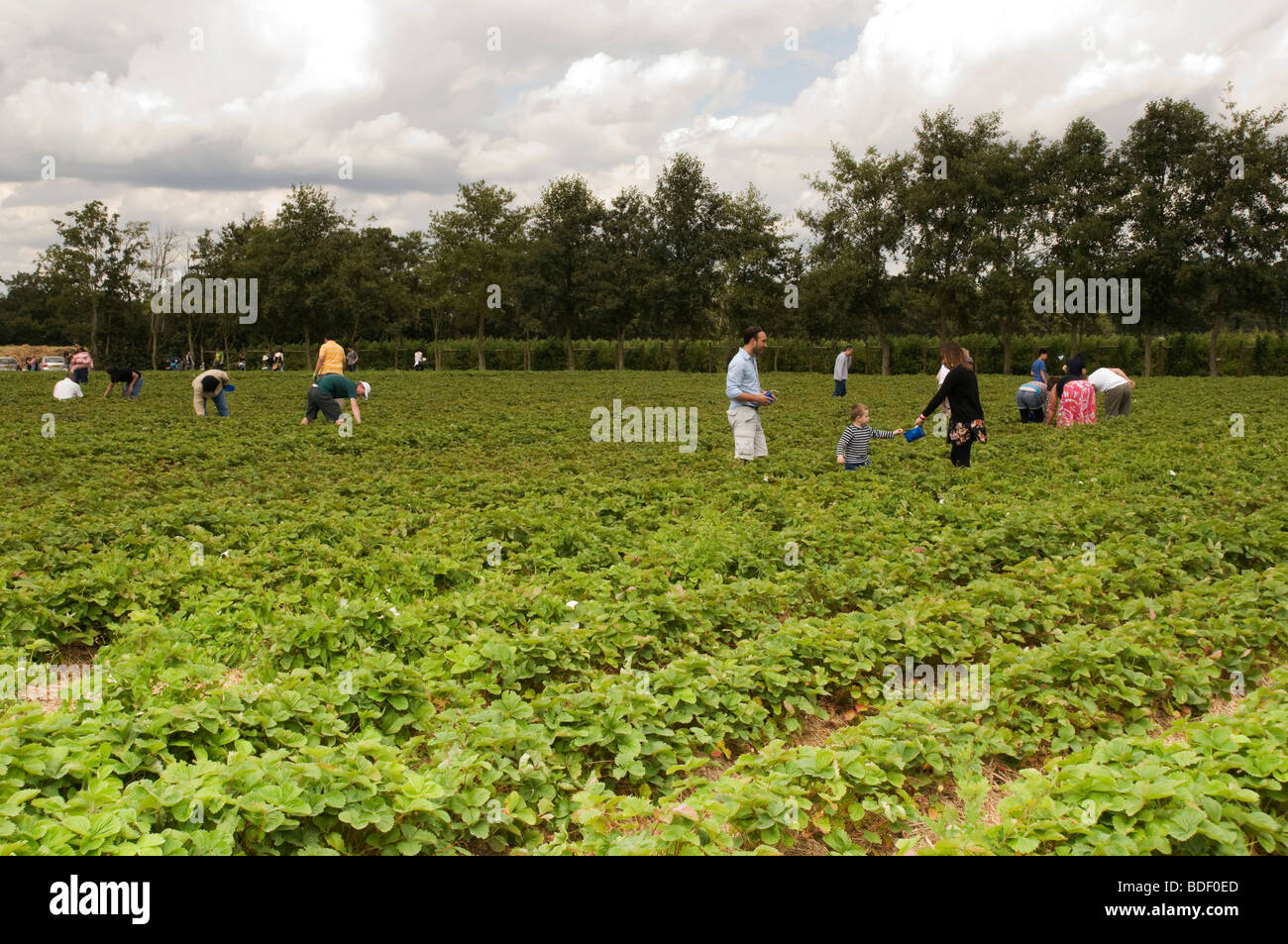 Strawberry picking at pick your own Garsons Farm, Esher. Zero Carbon ...