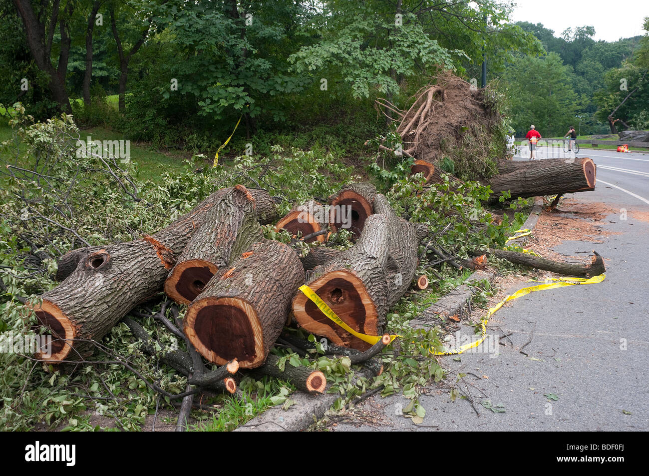 New York City, NY - Fallen trees on the East Drive in Central Park ...