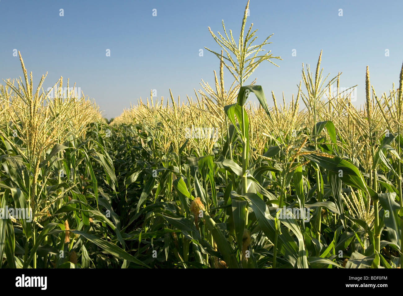 Staminate flowers corn hi-res stock photography and images - Alamy
