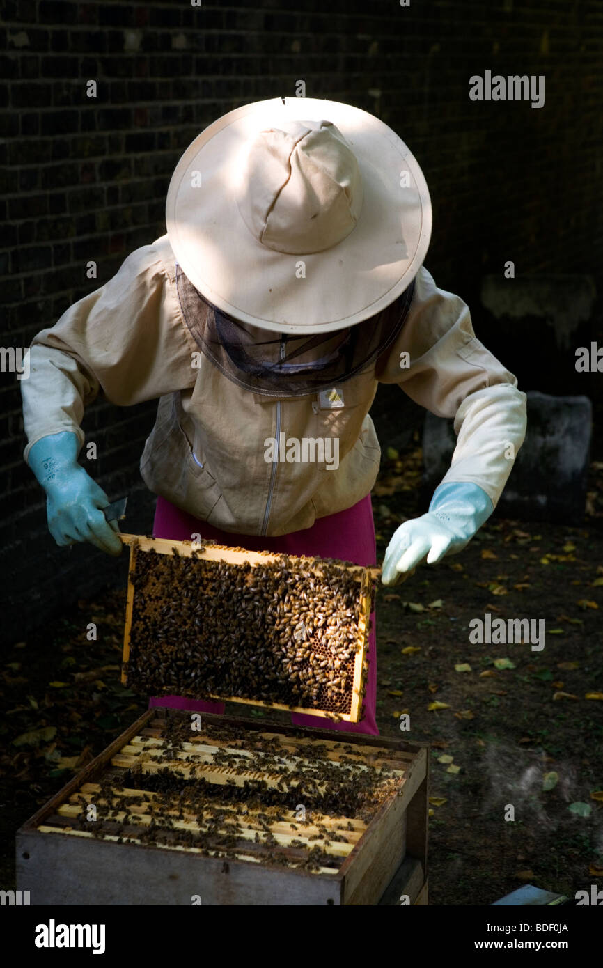 An urban beekeeper at work in London Stock Photo - Alamy