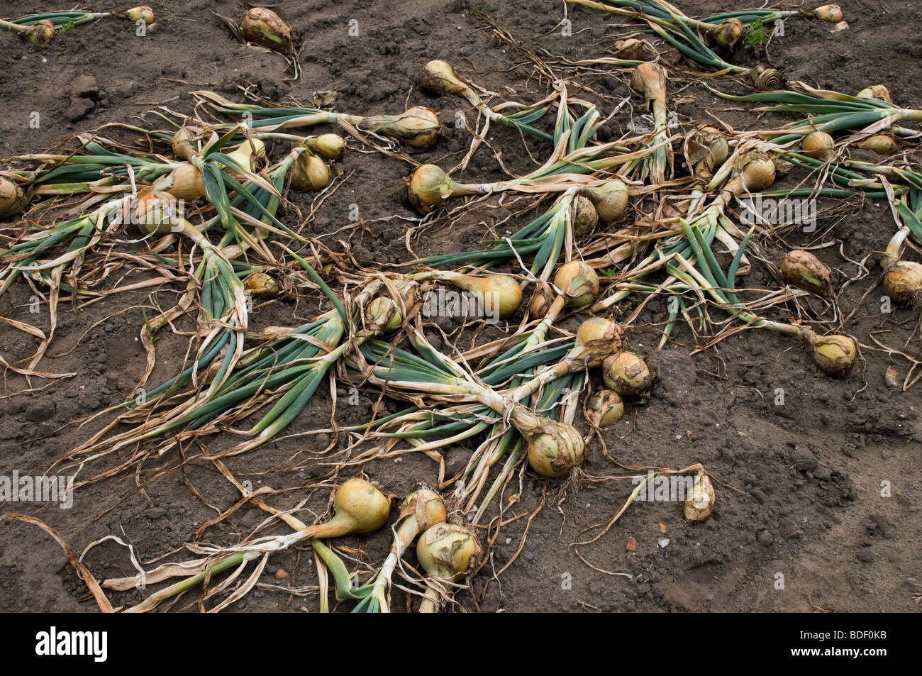 Field of onions at pick your own Garsons Farm, Esher. Zero Carbon ...