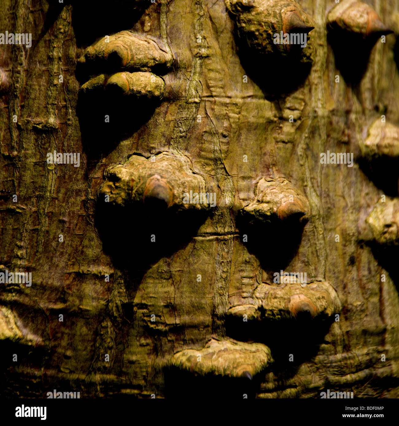 knobbles on tropical tree bark Stock Photo - Alamy