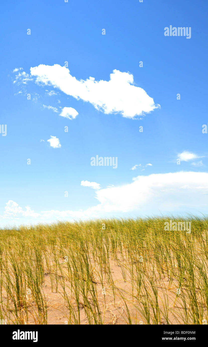 Wind blowing through green grass with a blue sky and clouds Stock Photo ...