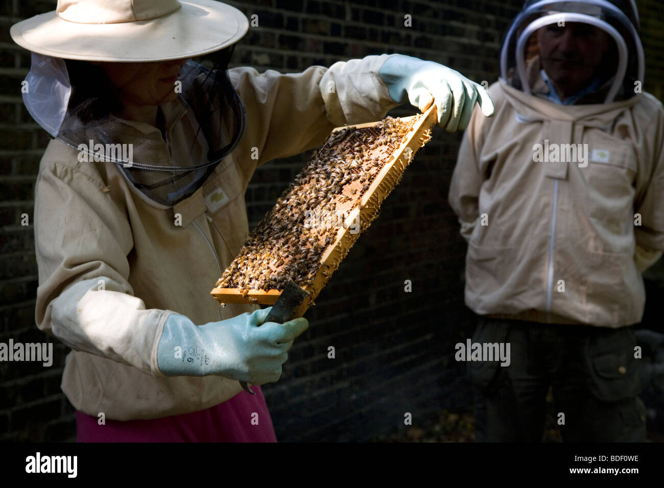 Urban bees london hi-res stock photography and images - Alamy