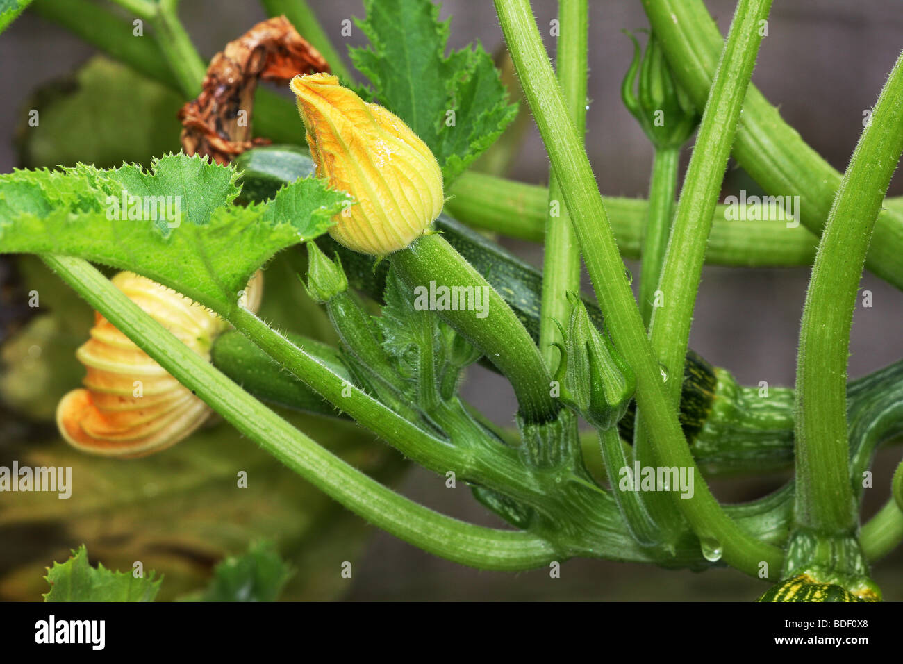 Corget plant with flowers and young fruit Stock Photo - Alamy