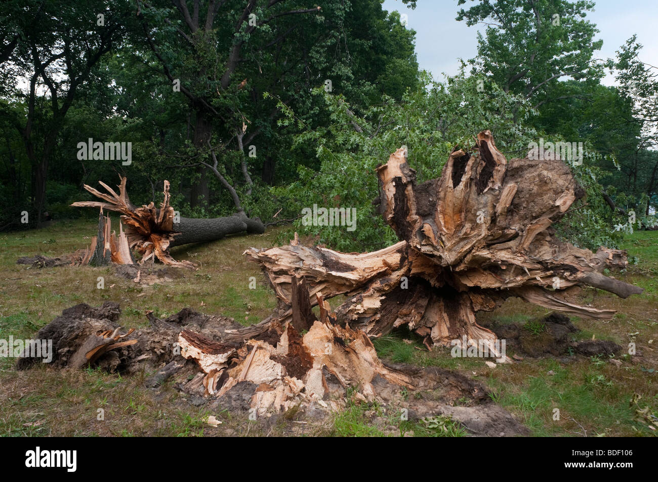 New York City, NY - Trees toppled by a storm in Central Park Stock ...