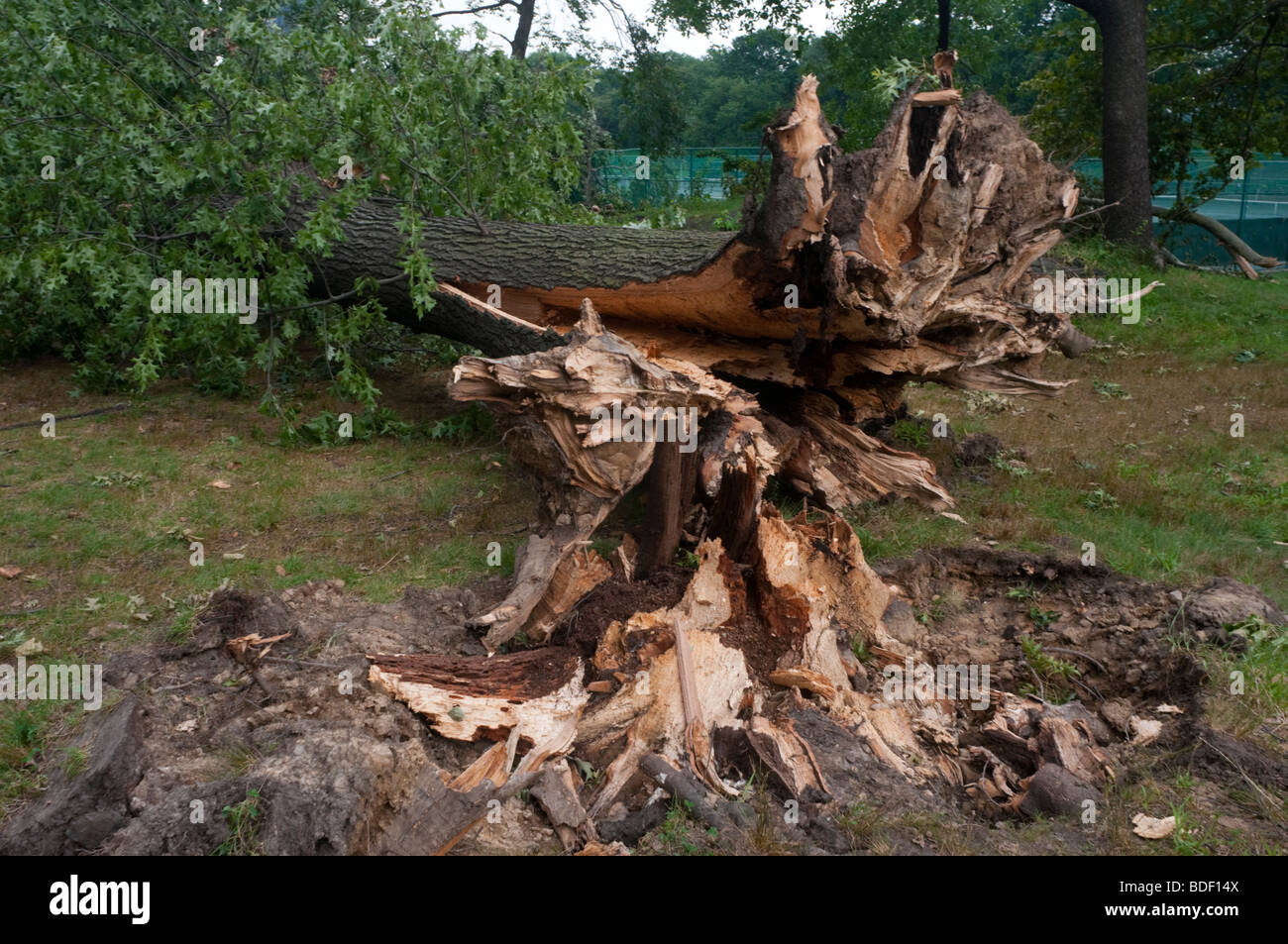 New York City, NY - Trees toppled by a storm in Central Park Stock ...