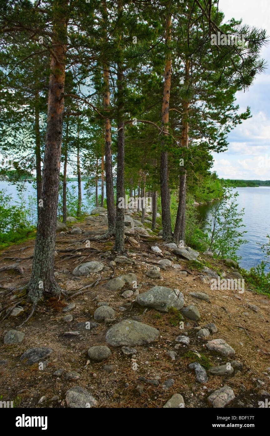 Evergreen trees (pines) in a island on the north of Russia. A view of ...