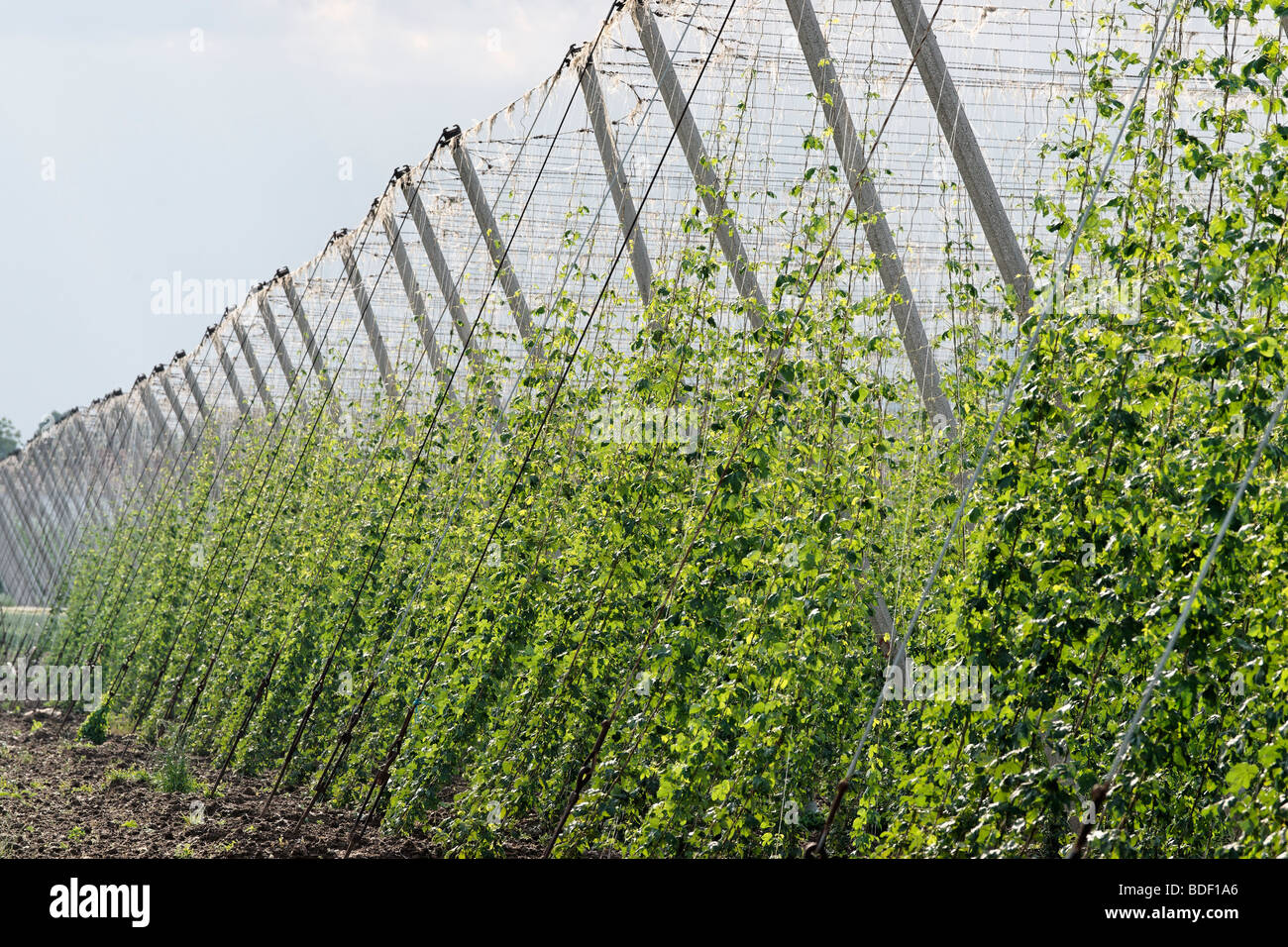 Hop fields hi-res stock photography and images - Alamy