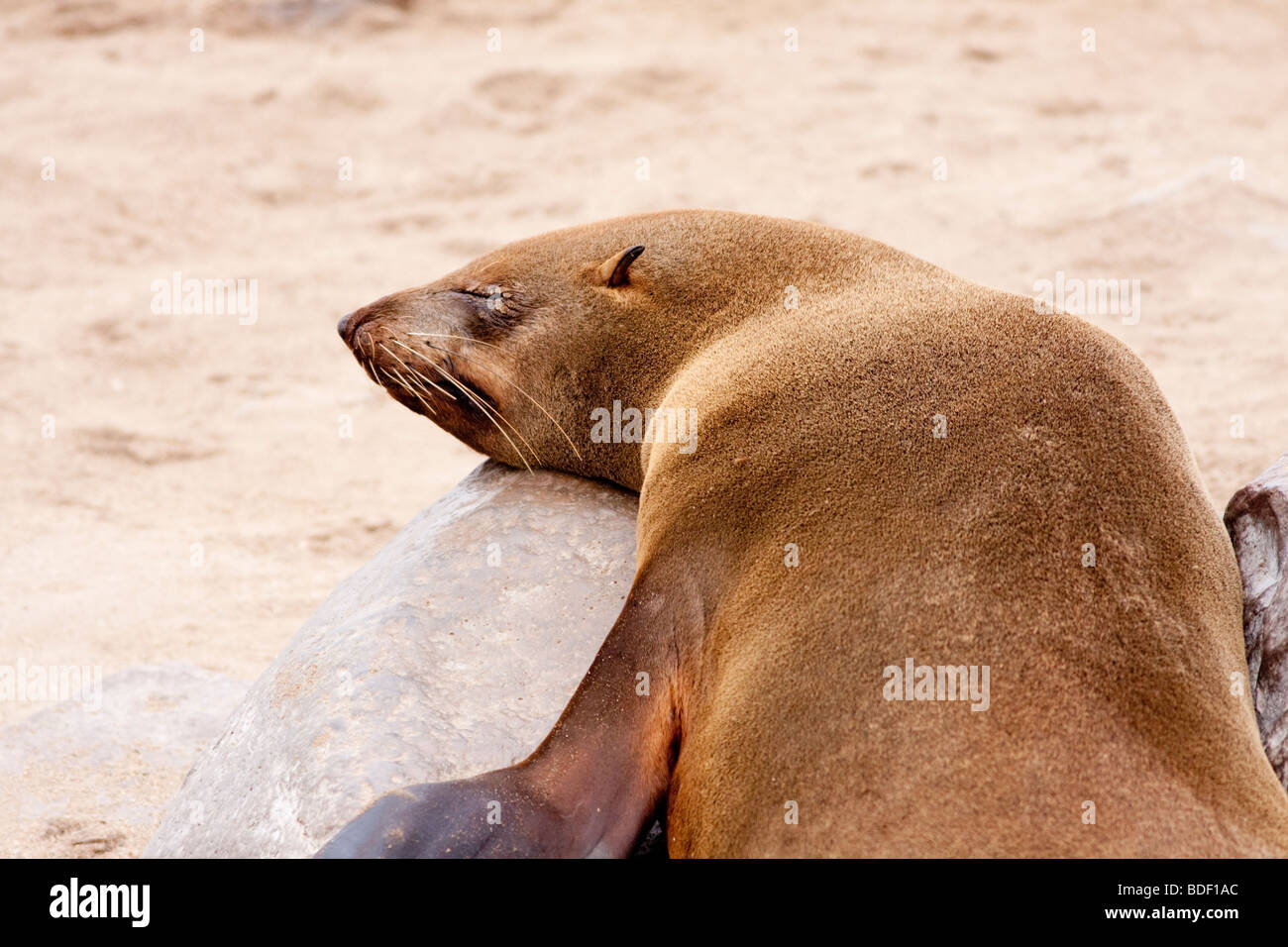 Cape fur seal, (Arctocephalus pusillus), Cape Cross, Namibia Stock ...
