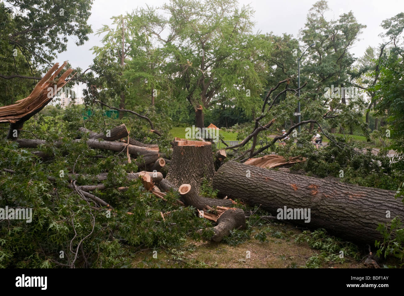 tree damaged during a summer storm is partially cut up for removal ...