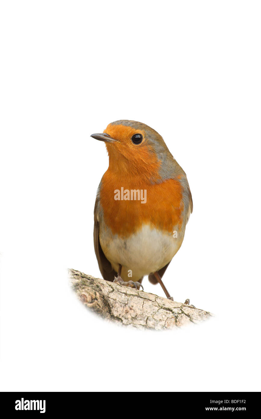 cute robin against isolated against a white background Stock Photo - Alamy