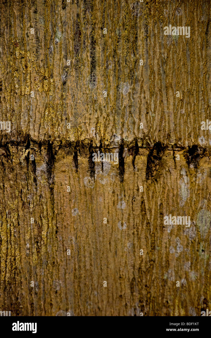 bamboo texture, close up Stock Photo - Alamy