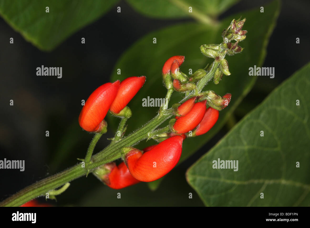 Runner bean flowers Stock Photo - Alamy