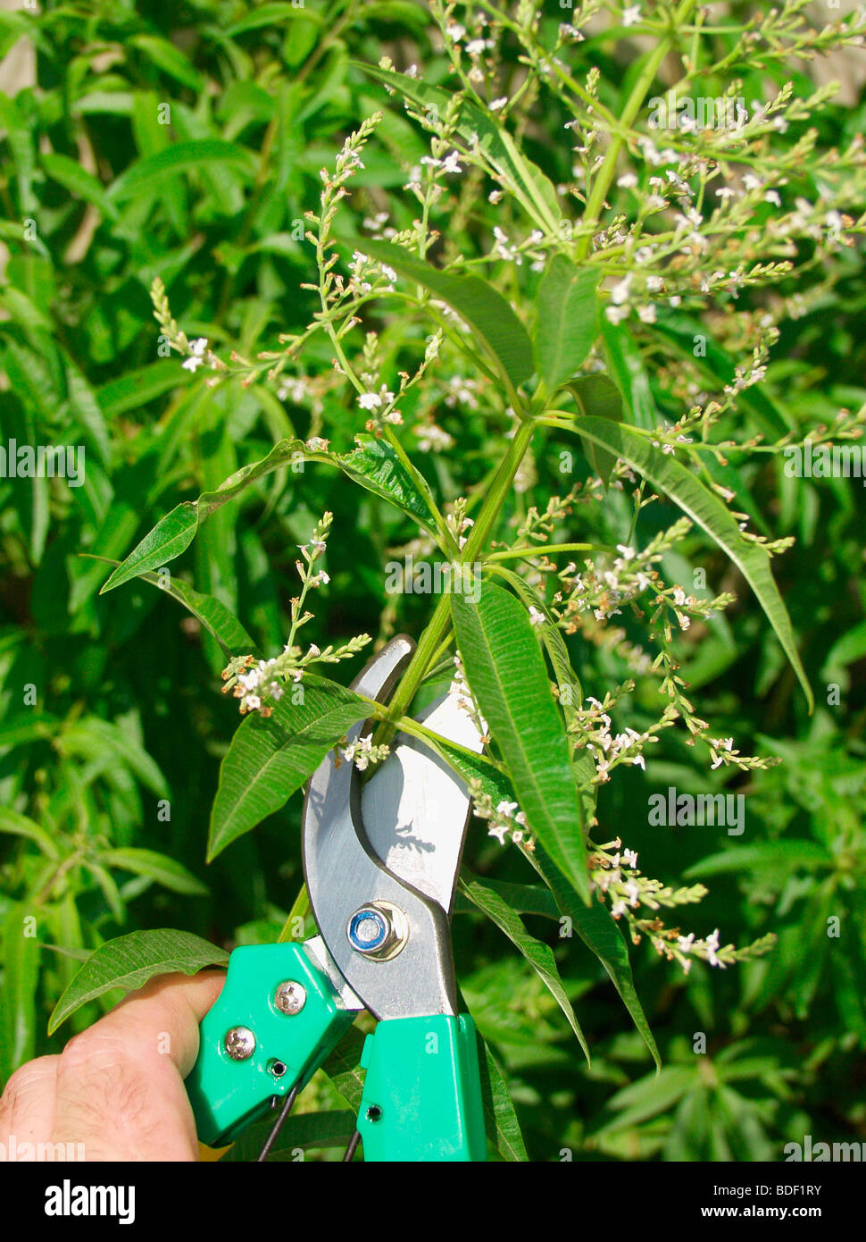 Pruning lemon verbena (Aloysis triphylla or Lippia citriodora Stock ...