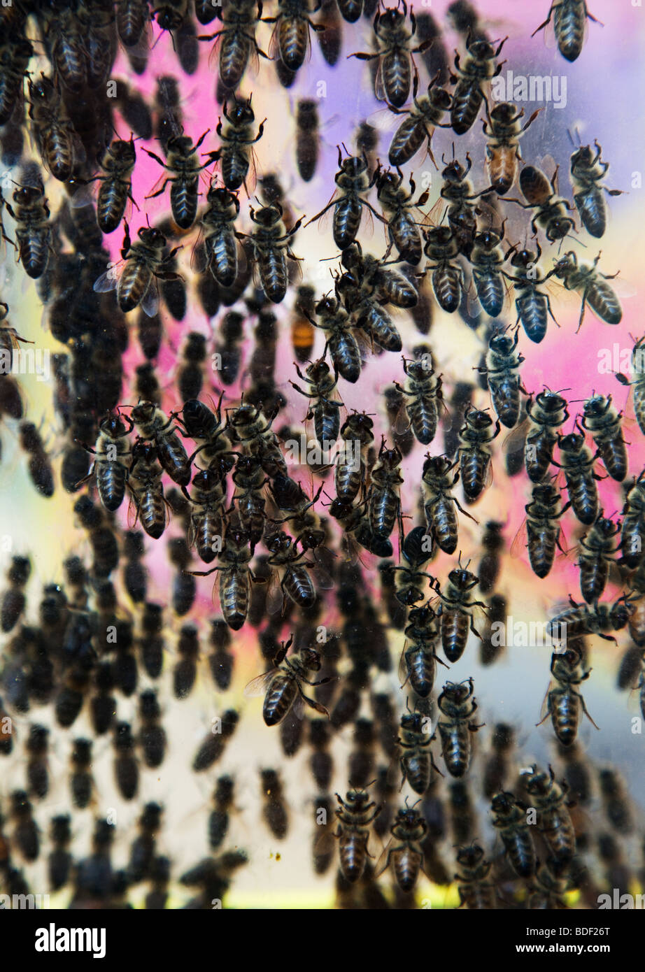World bees hi-res stock photography and images - Alamy