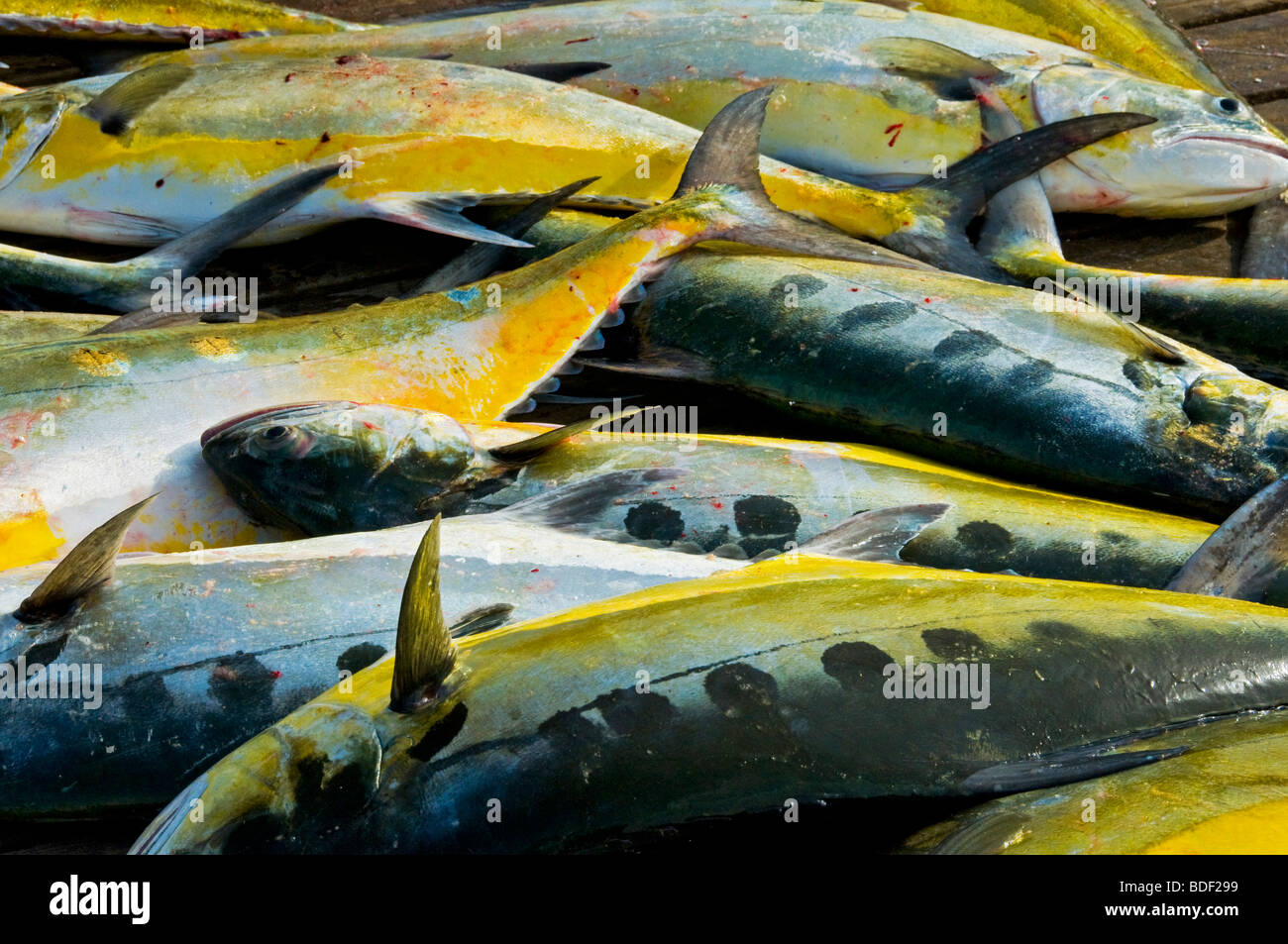 Fish in the fish market Mutrah Muscat Oman Stock Photo - Alamy