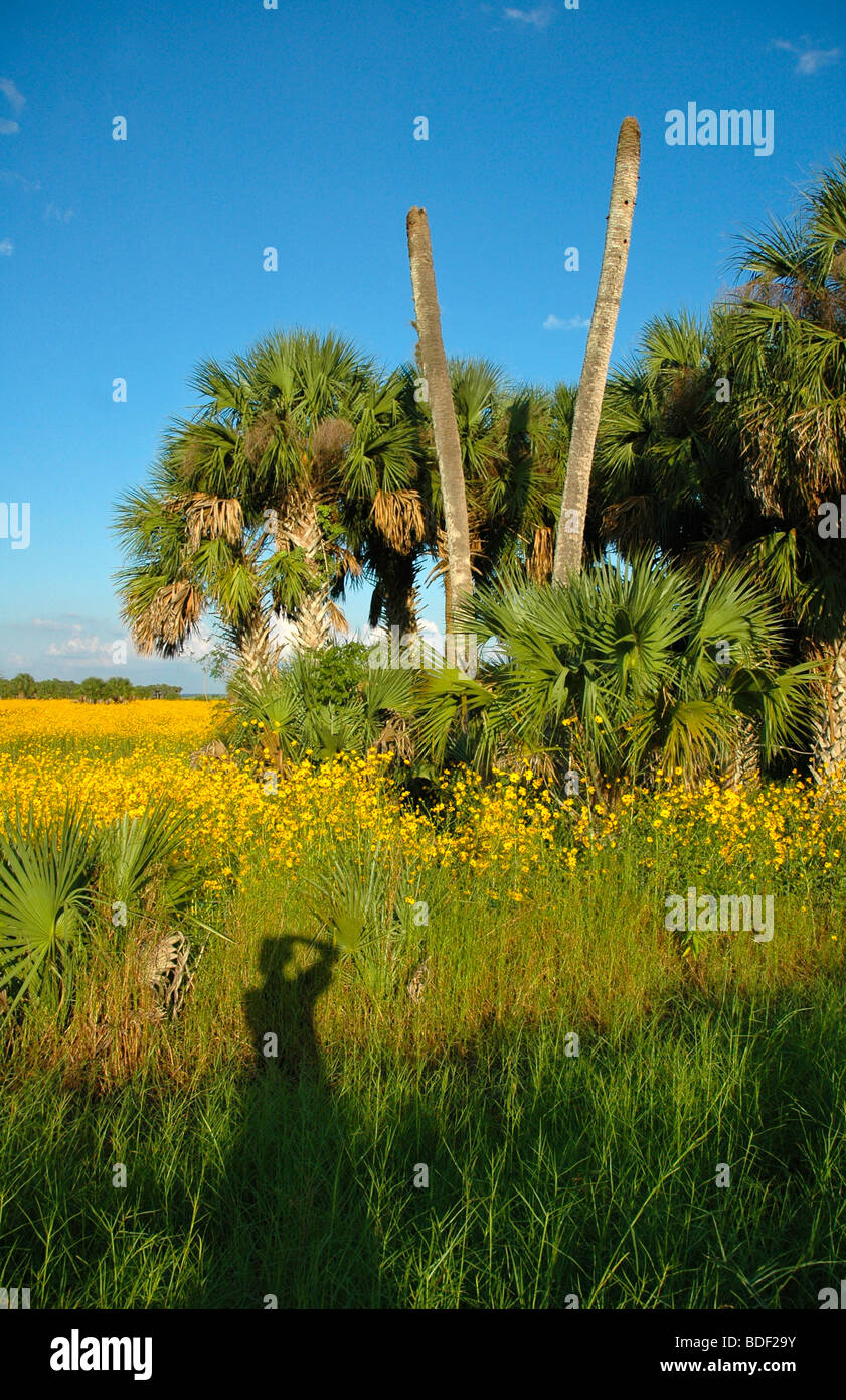 Palm trees in open field of flowers Stock Photo - Alamy