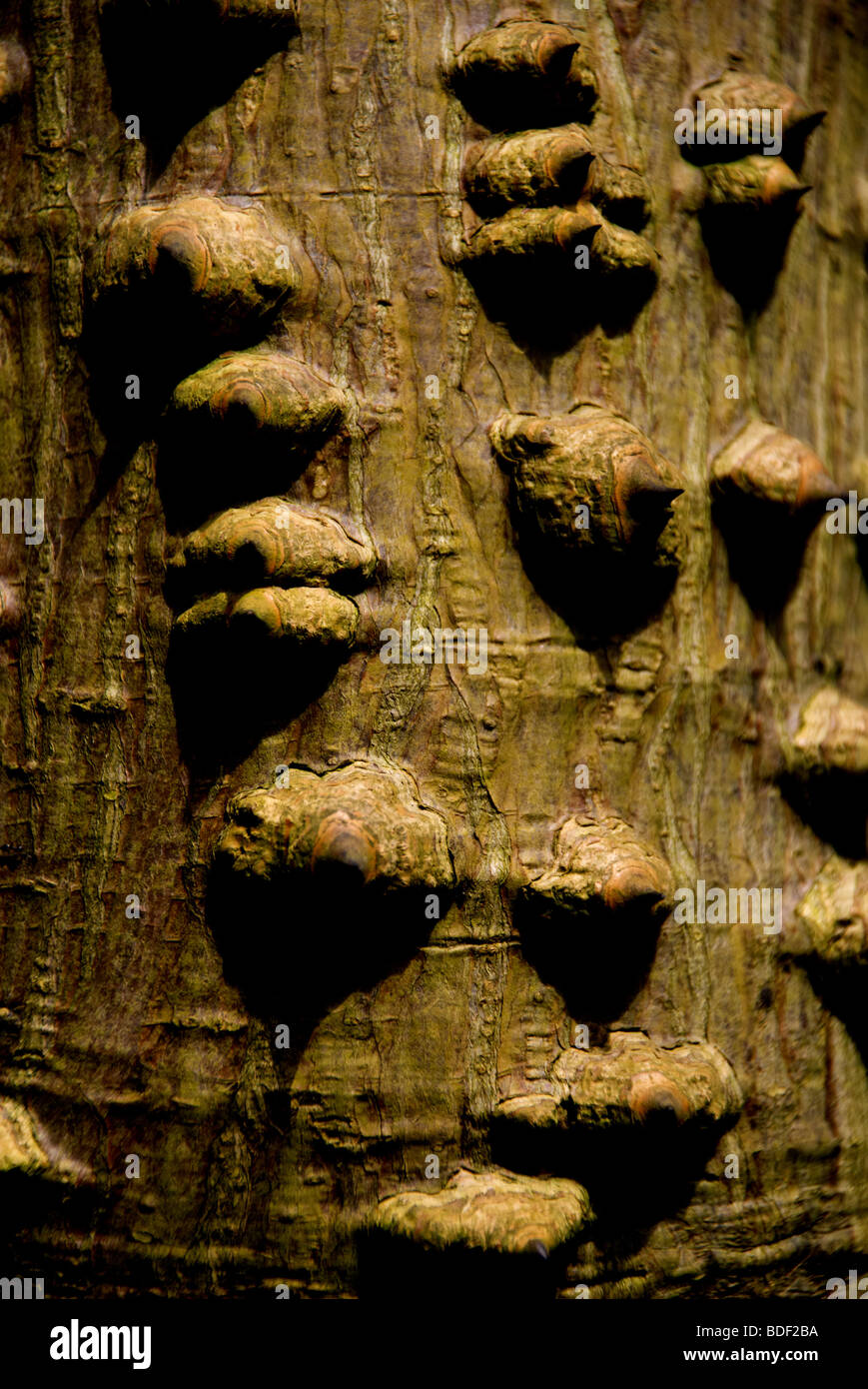 Knobbles hi-res stock photography and images - Alamy