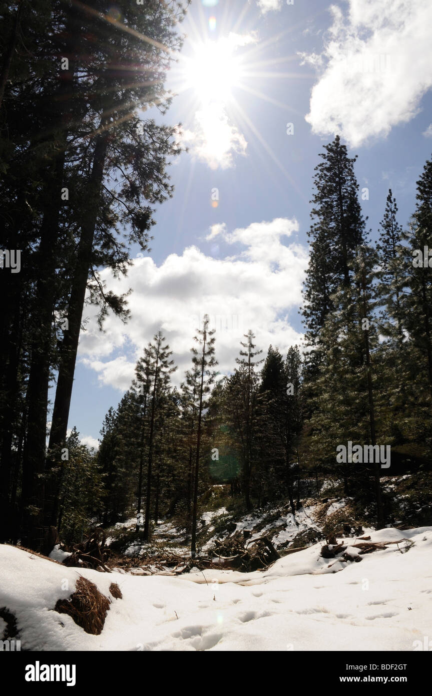 Sunburst through tall evergreen trees on a snowy day in dense forest ...