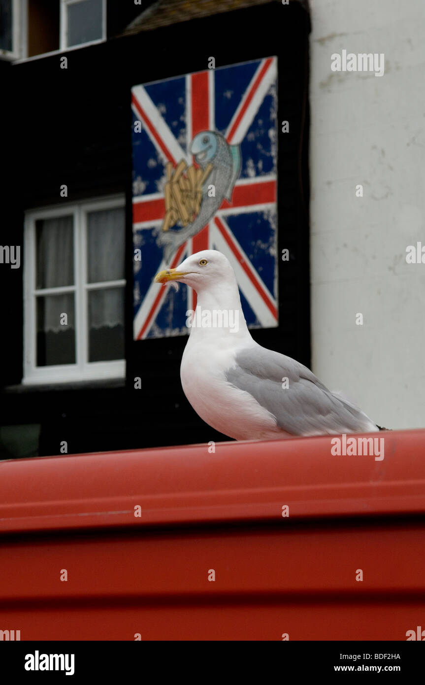 Seagull chips hi-res stock photography and images - Alamy