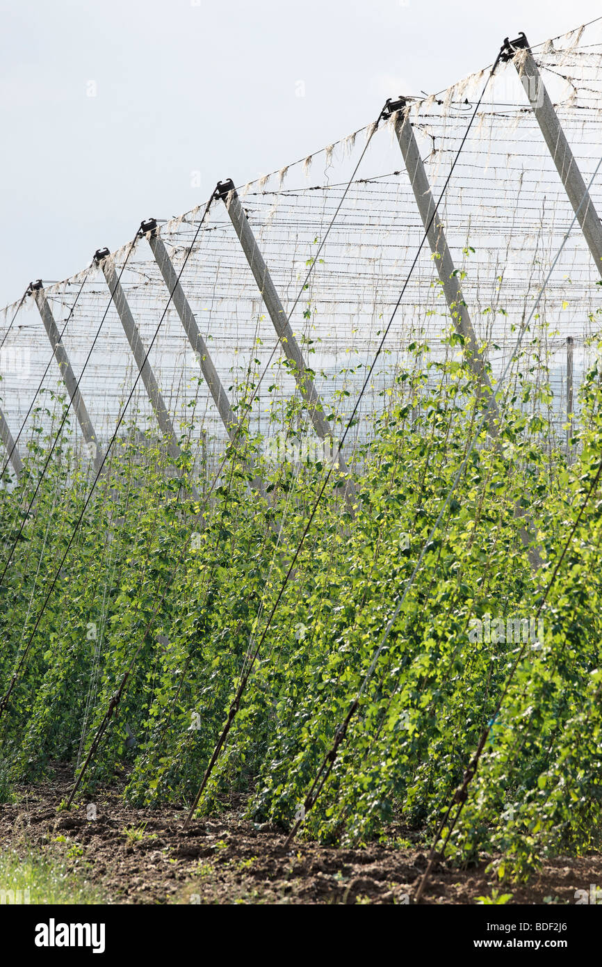Hop fields hi-res stock photography and images - Alamy